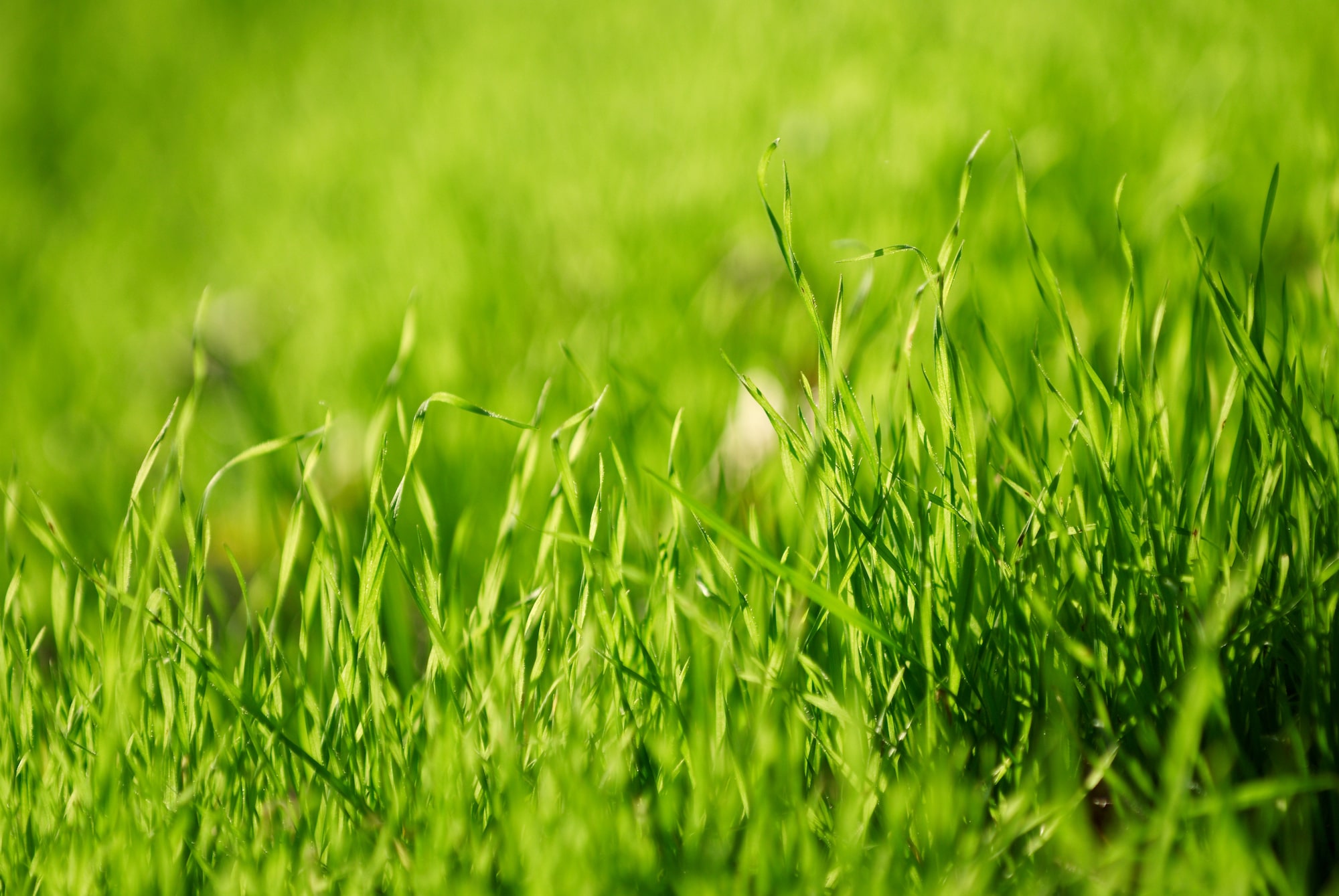 Rasen - GALABAU WESSERLING